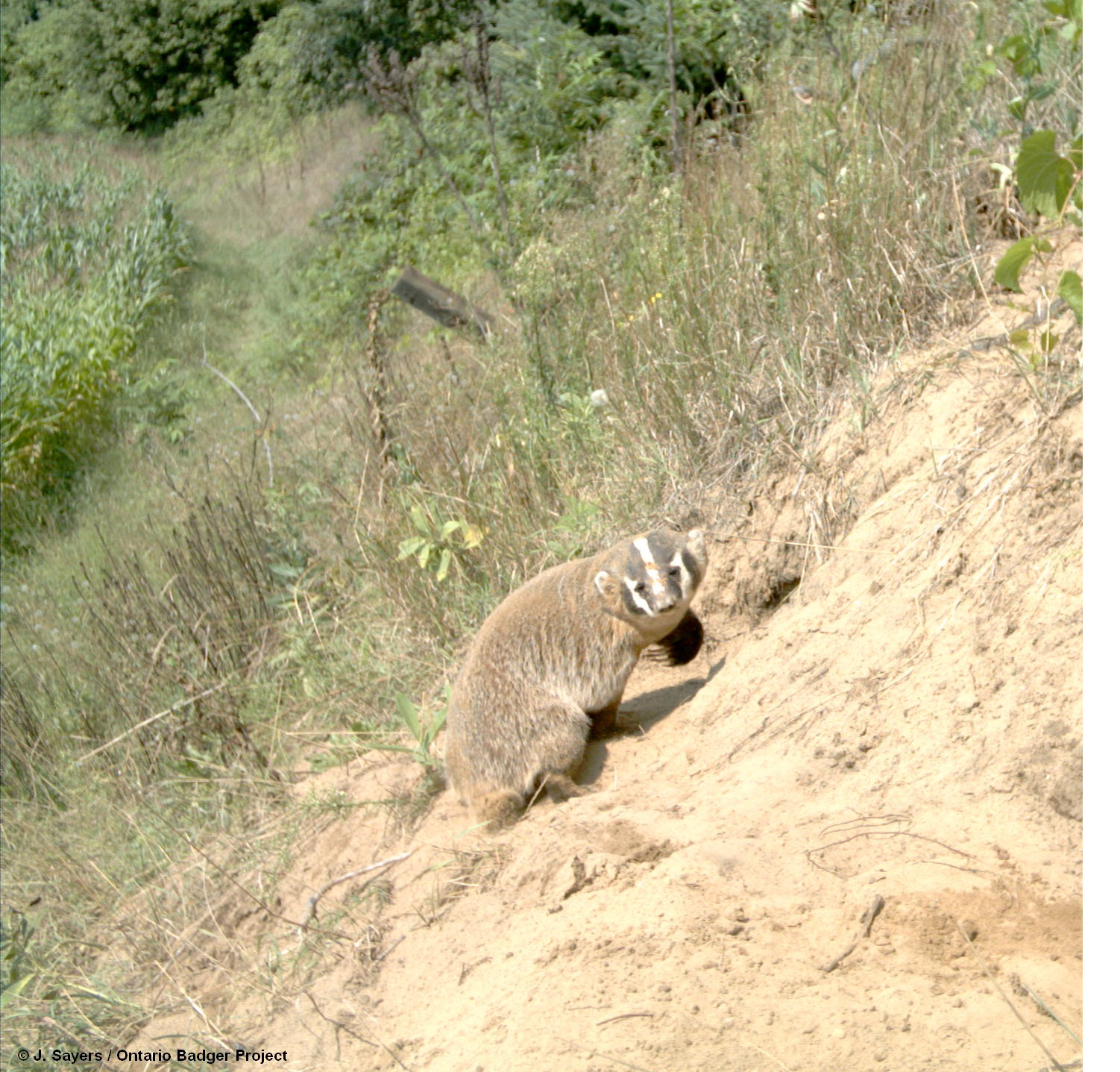 Hobbitstee, Toggenburgs & Wildlife Refuge